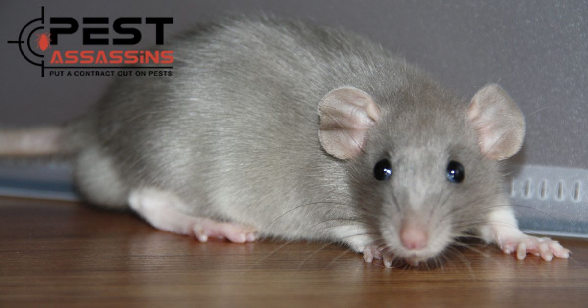 Why Rodents Start Heading Indoors in the Fall